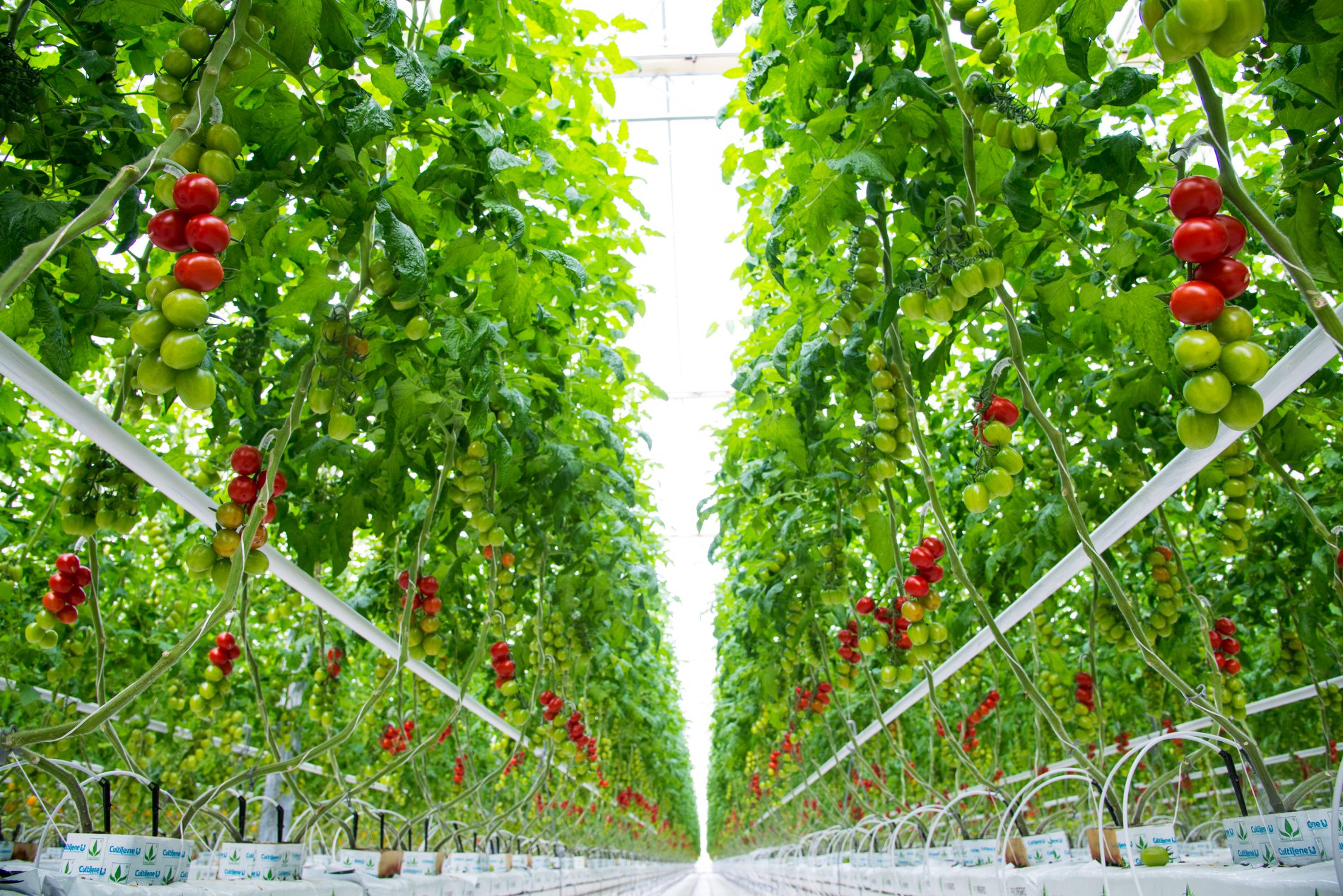 Nariai | Lietuvos šiltnamių asociacija